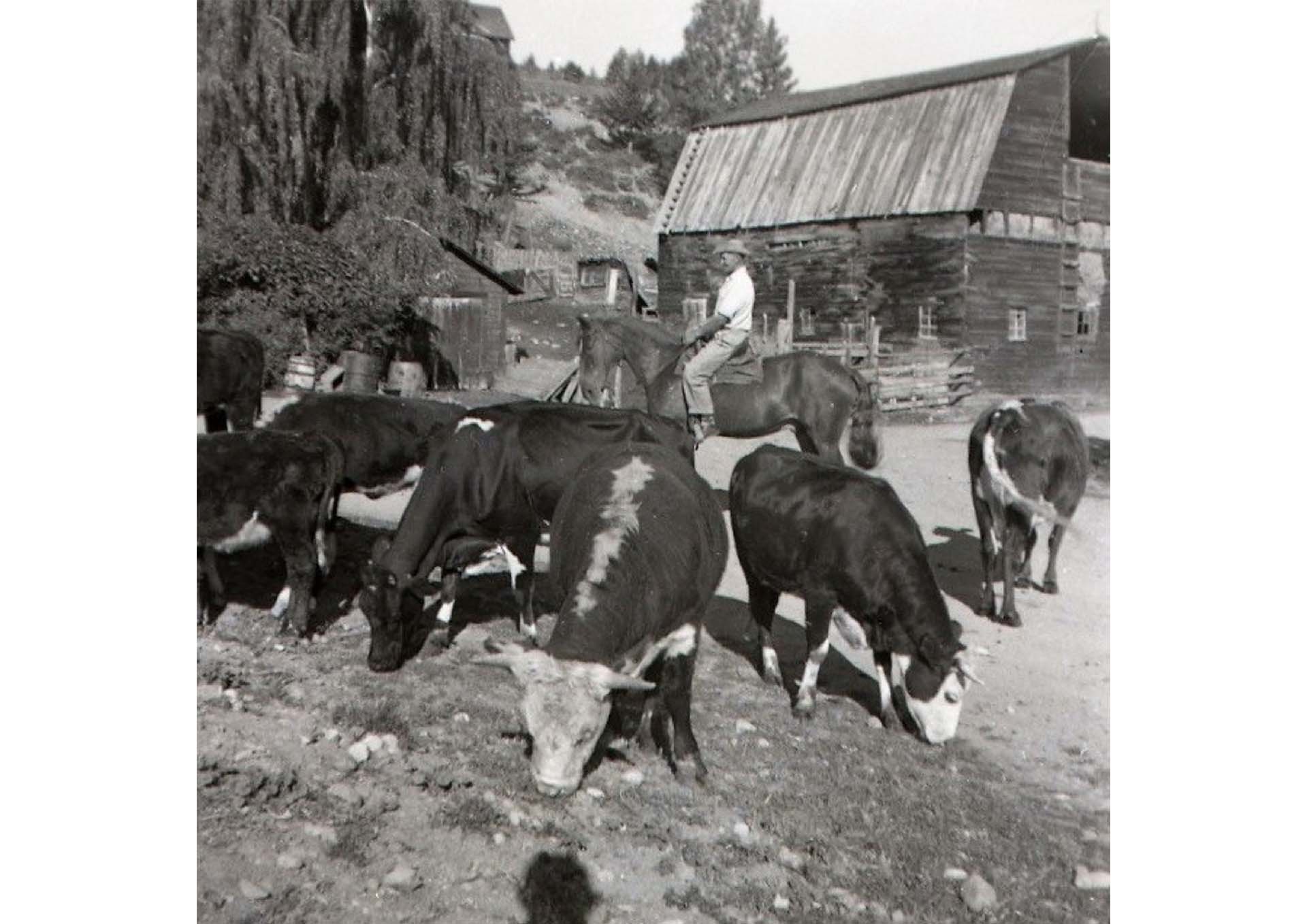 Farming & Ranching – Westbank Museum